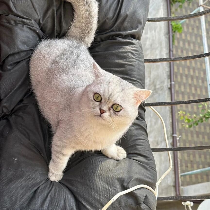 Британский котик золотая шиншилла