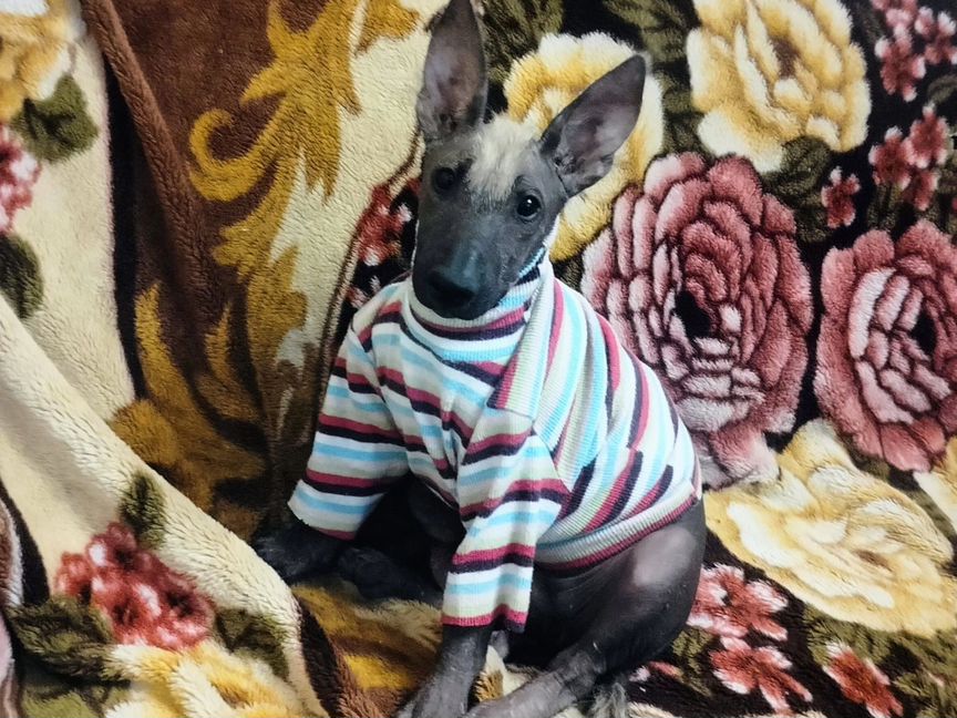 Домашние животные собаки щенки