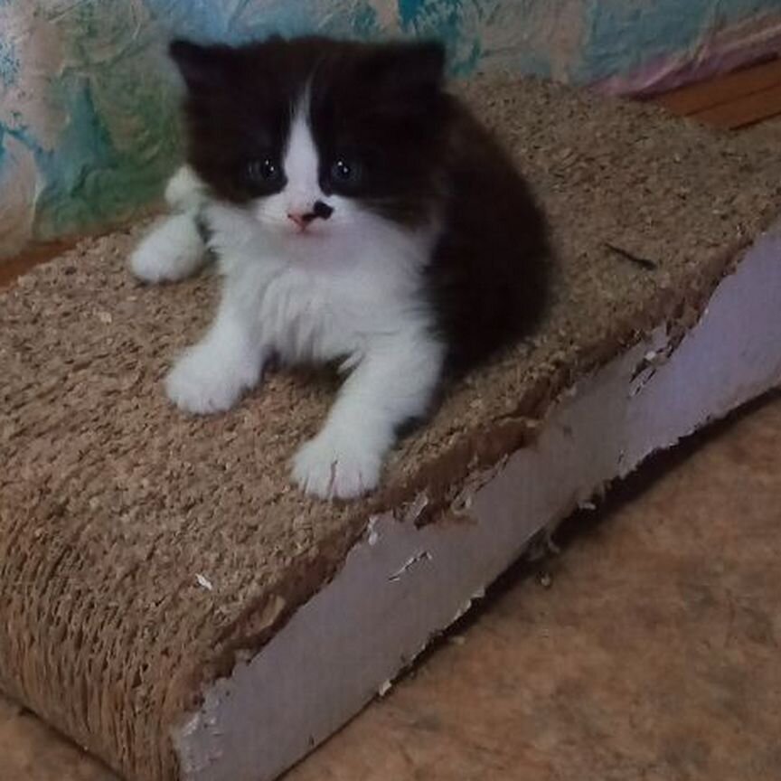 Котёнок от частного владельца