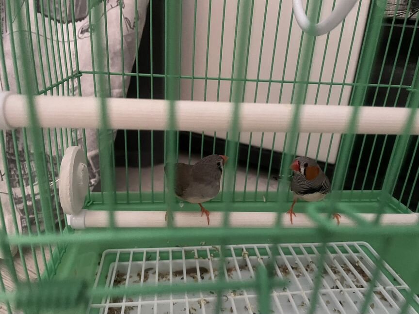 Продаются 2 амадины