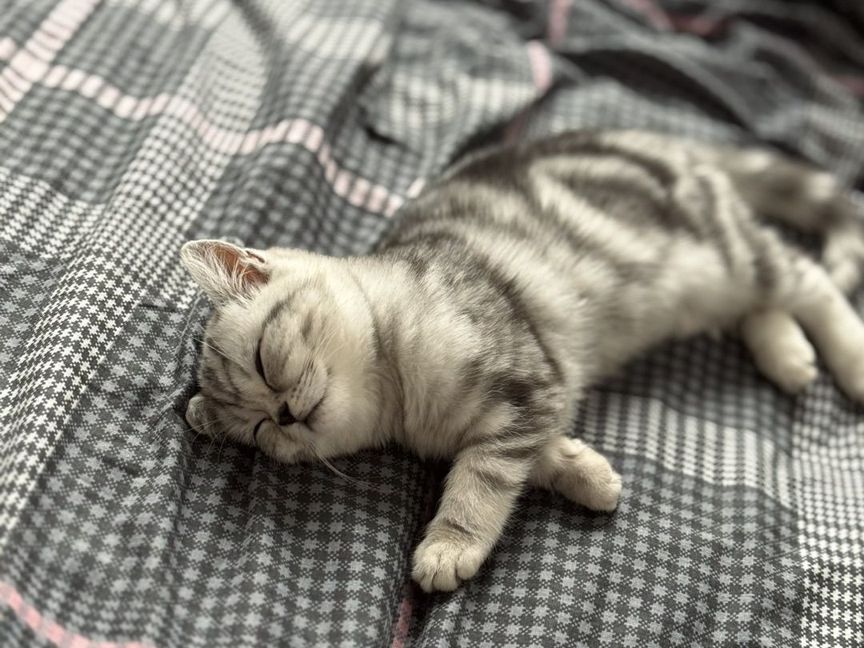 Шотландский котик 4мес