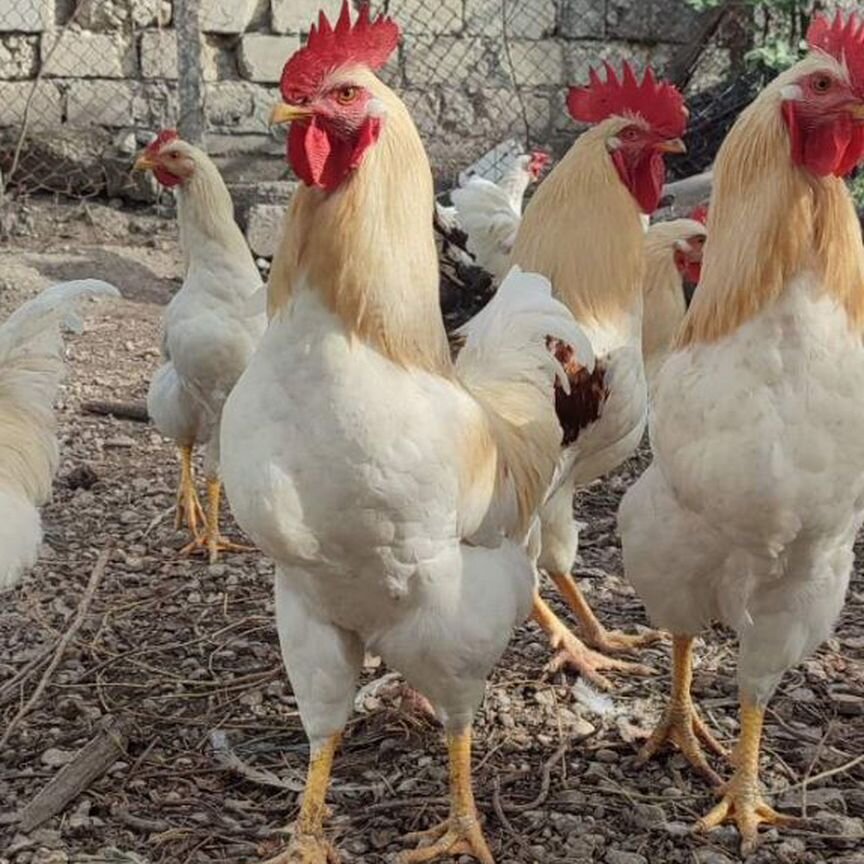 Молодые петушки на племя