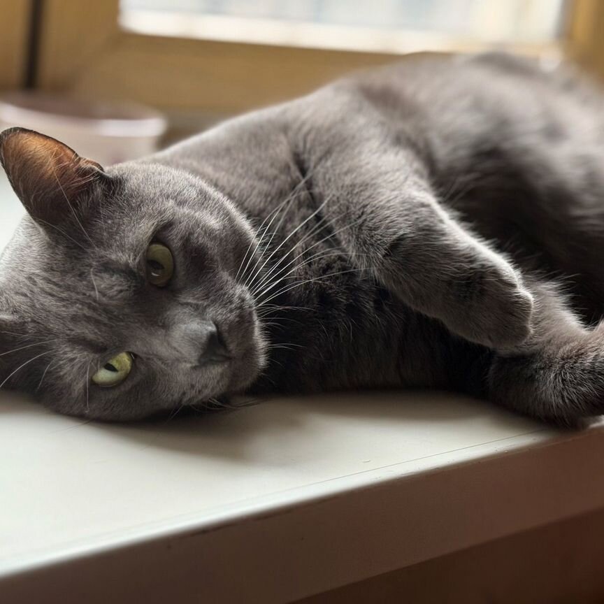 Кот ищет любящего хозяина