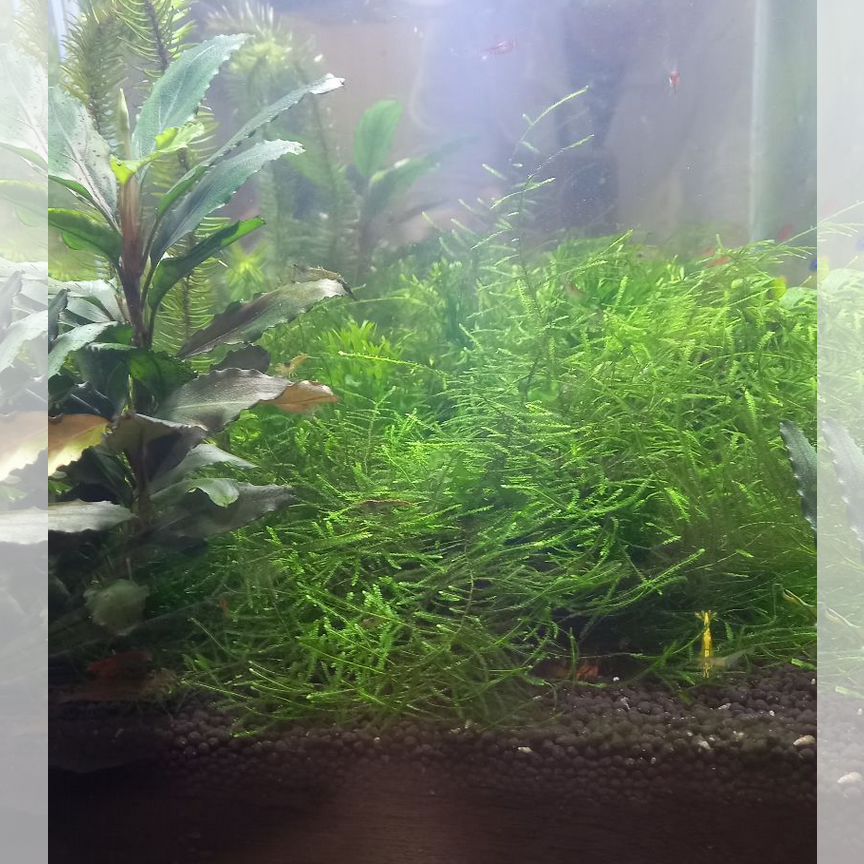 Мох для аквариума