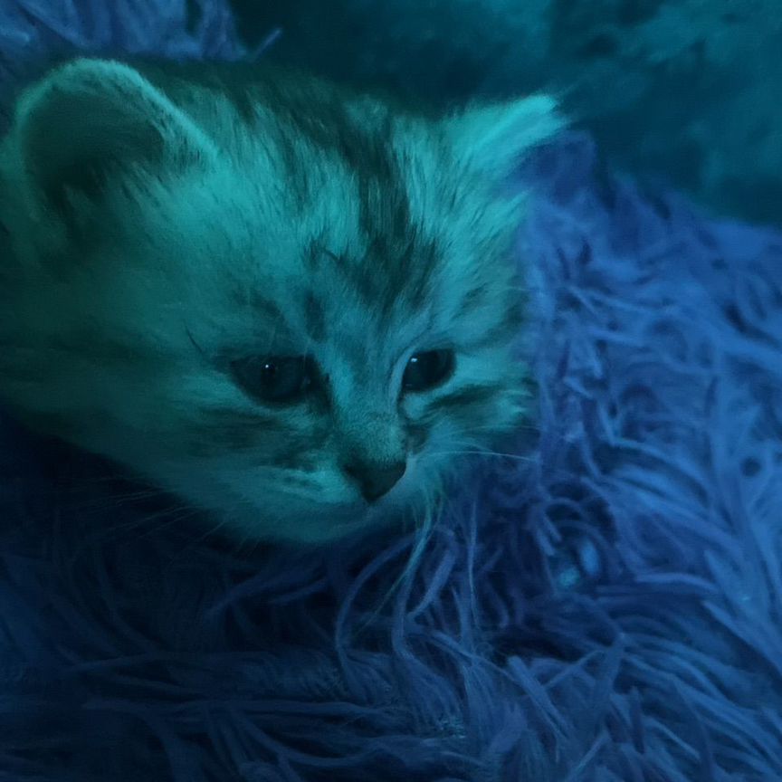 Нужна кормящая кошка