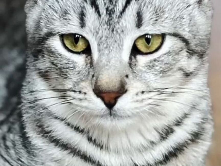 Красавец котенок Сильвер окрас 4,5 мес. в дар