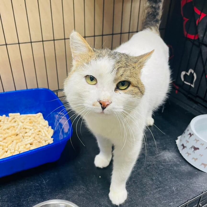 Кот Батончик ищет дом