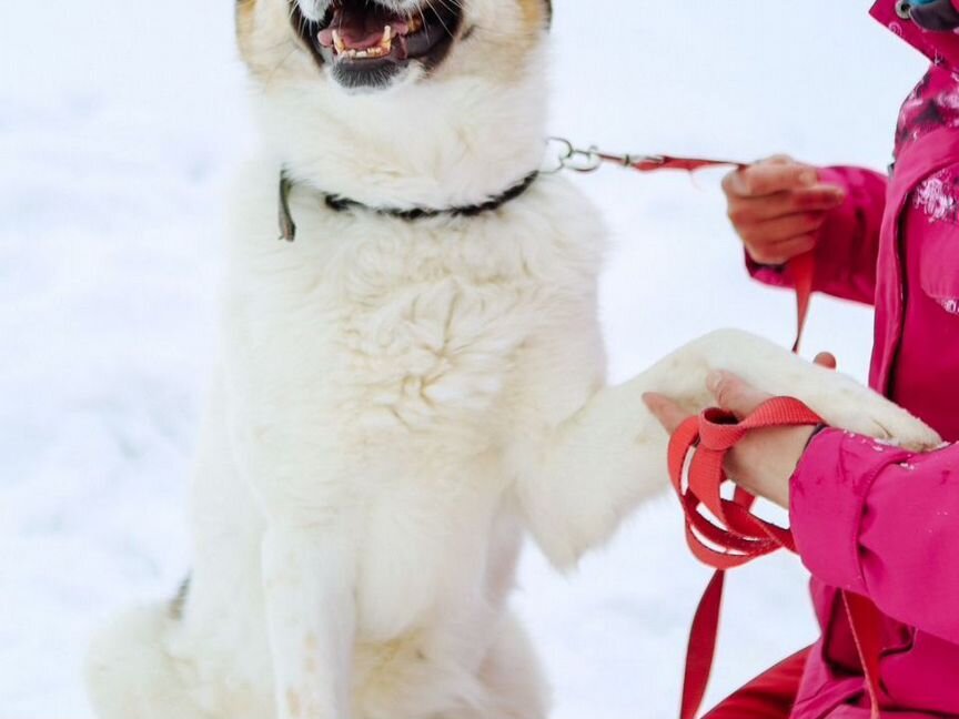 Собака друг и компаньон в семью