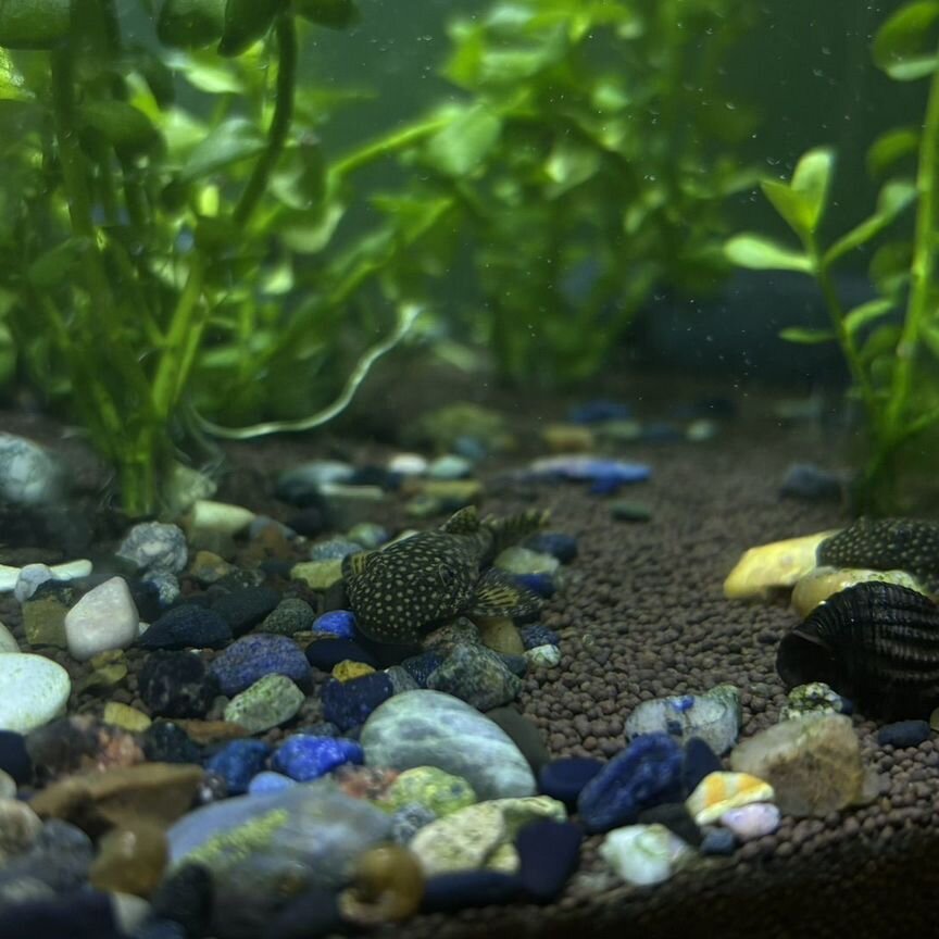 Анциструс сомик