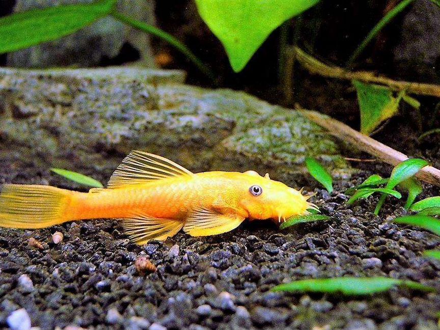 Анциструс L144