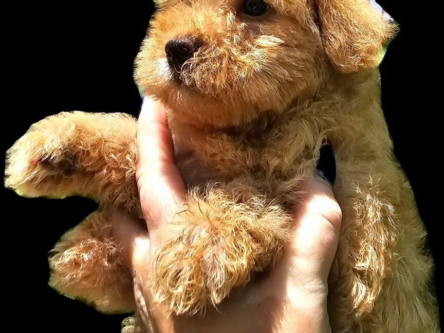 Детки мальтипу