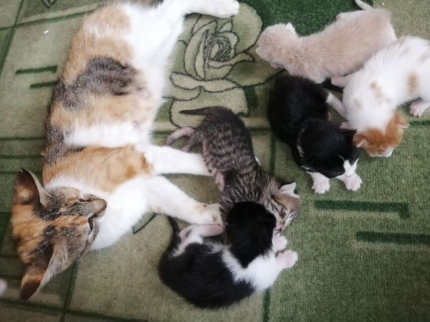 Котята крыселовы