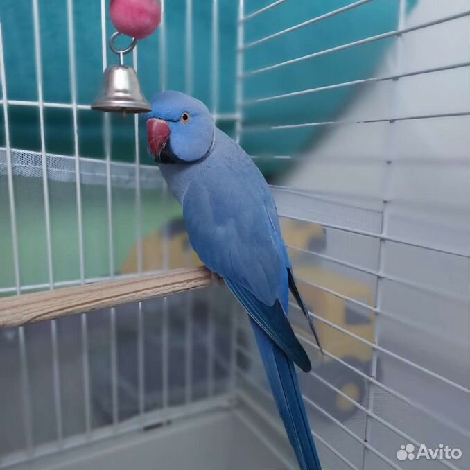 Ожереловый попугай мальчик