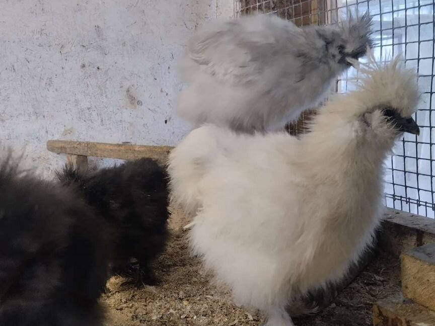 Китайские шелковые цыплята