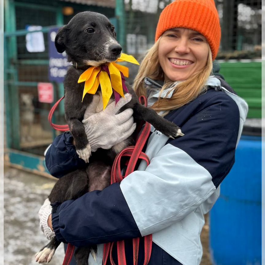 Взрослая собака в добрые руки