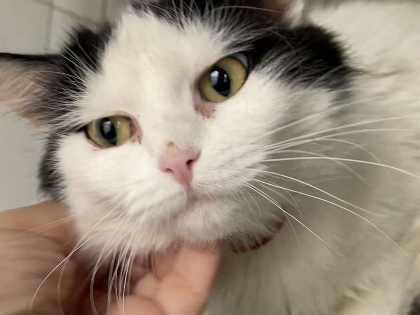 Нежная кошечка Адели ищет дом