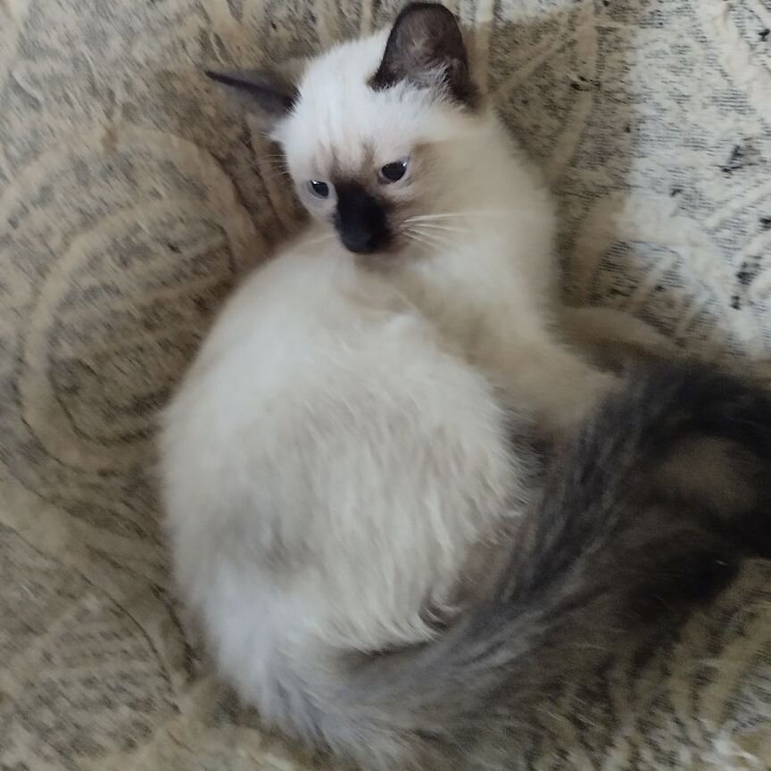 Отдам кота в добрые руки бесплатно