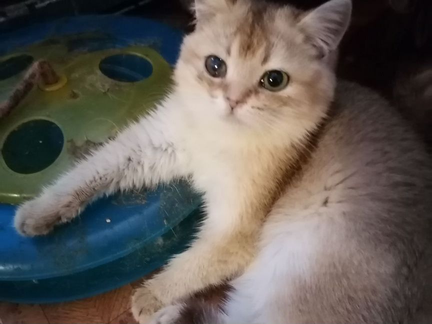 Котенок девочка
