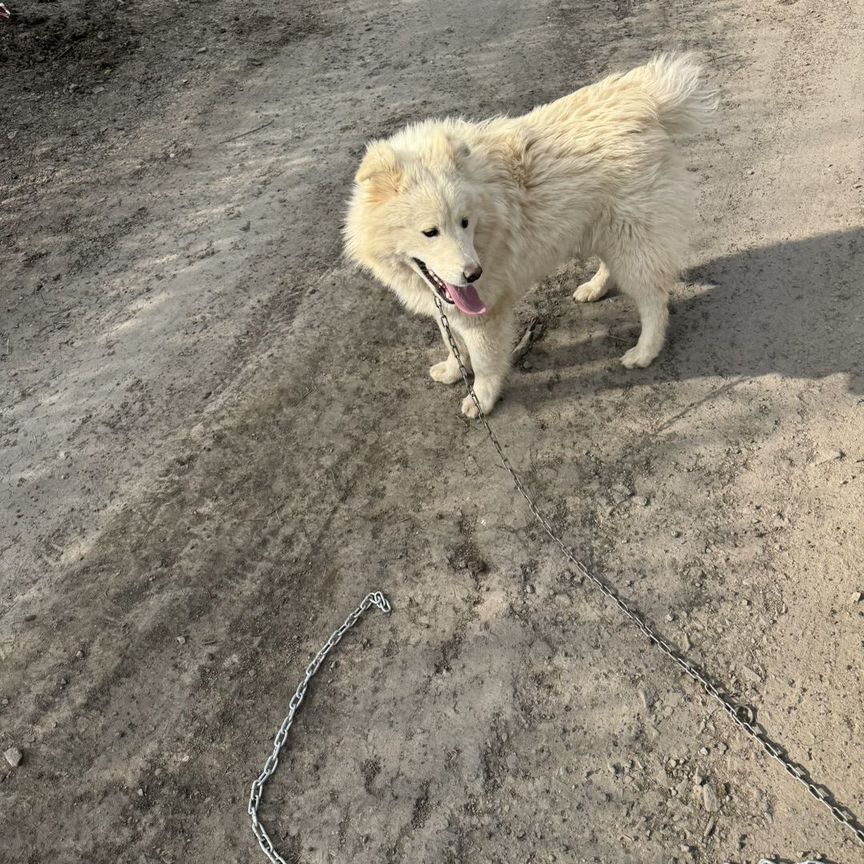 Найдена собака (самоед)