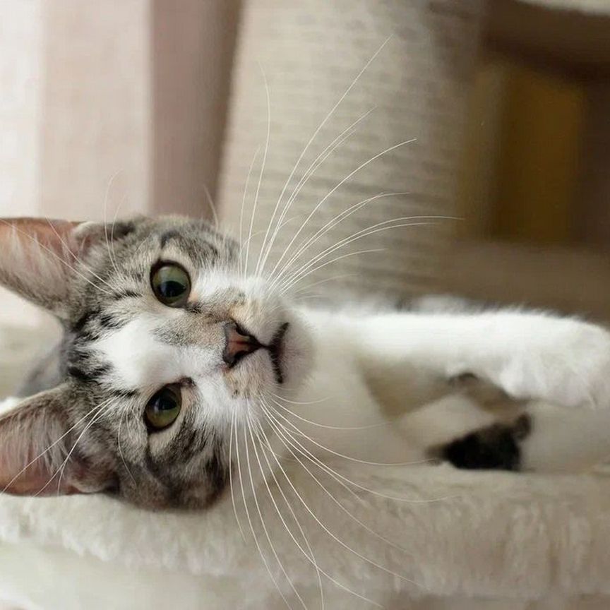 Самый клёвый кот