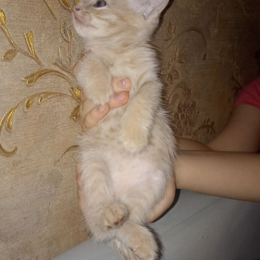 Отдам в добрые руки
