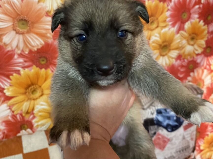 Щенки немецкой овчарки