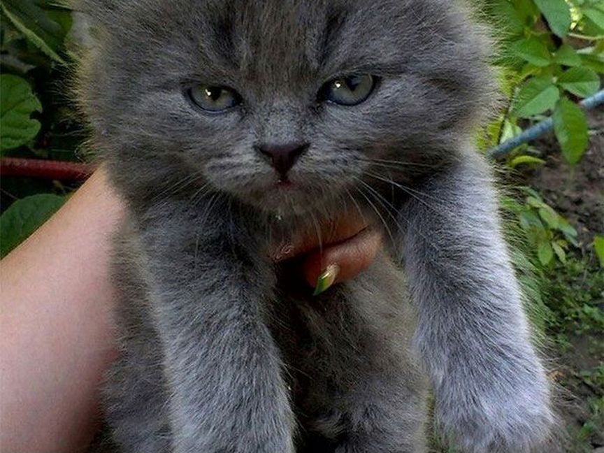 Милые котята