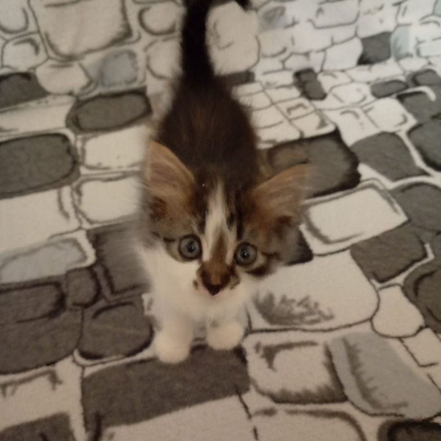 Котенок в добрые руки