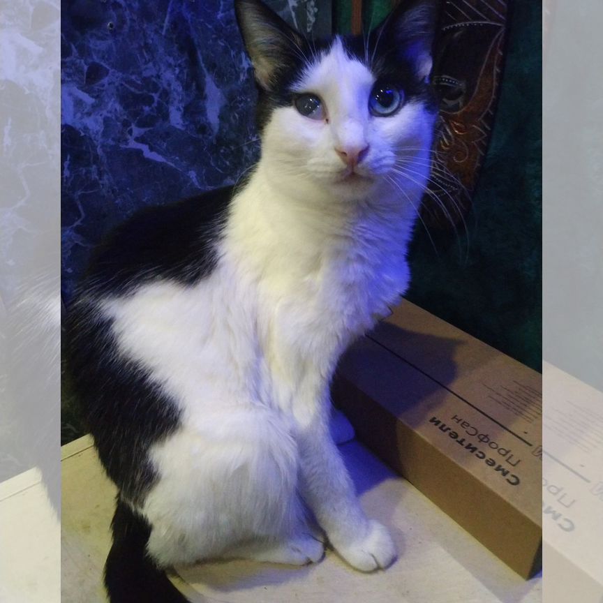 Особенный котик ищет дом
