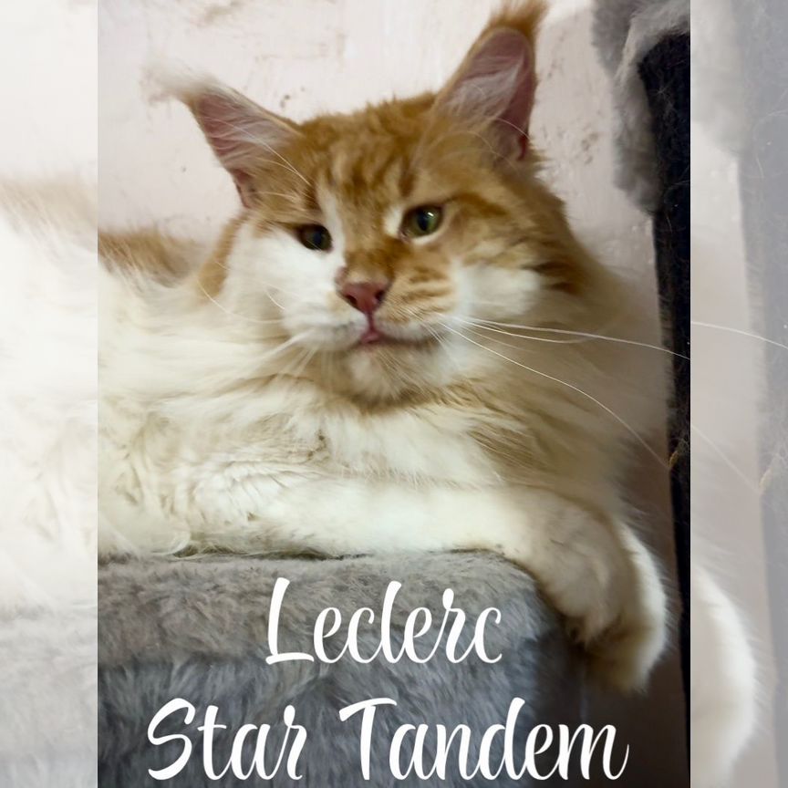 Мейн-кун, взрослый кот