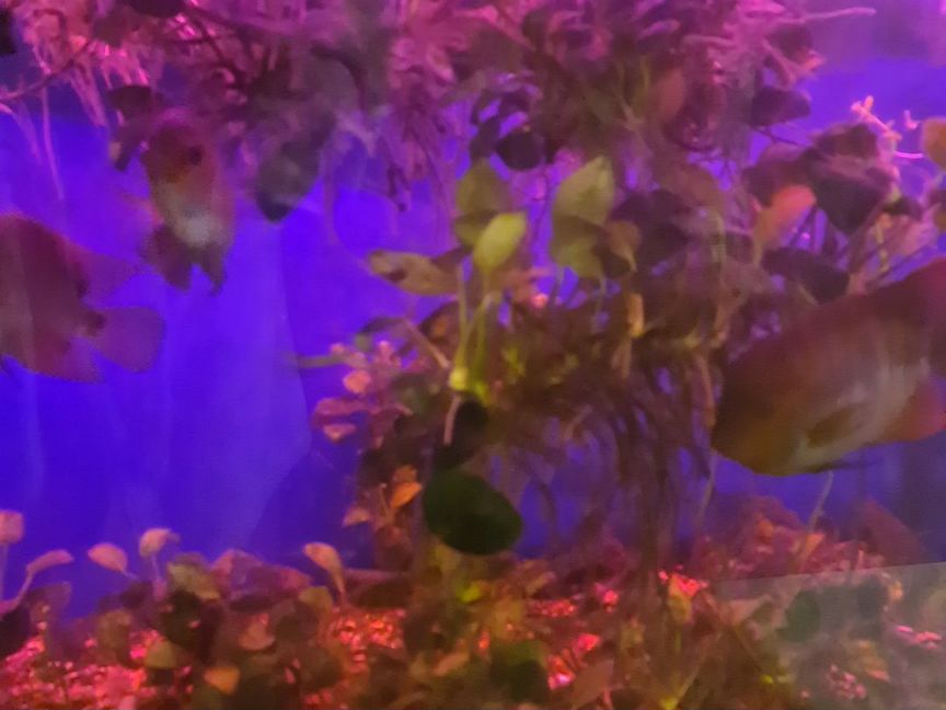 Продам большой аквариум