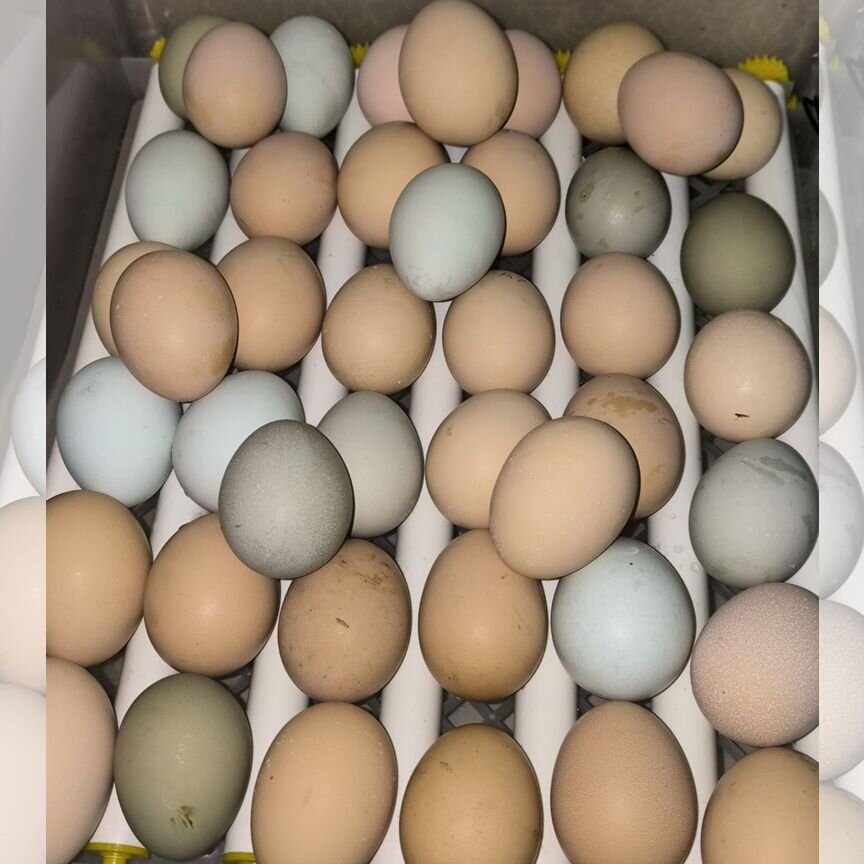 Яйцо куриное, инкубационное