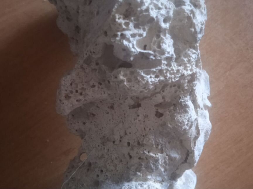 Морские кораллы