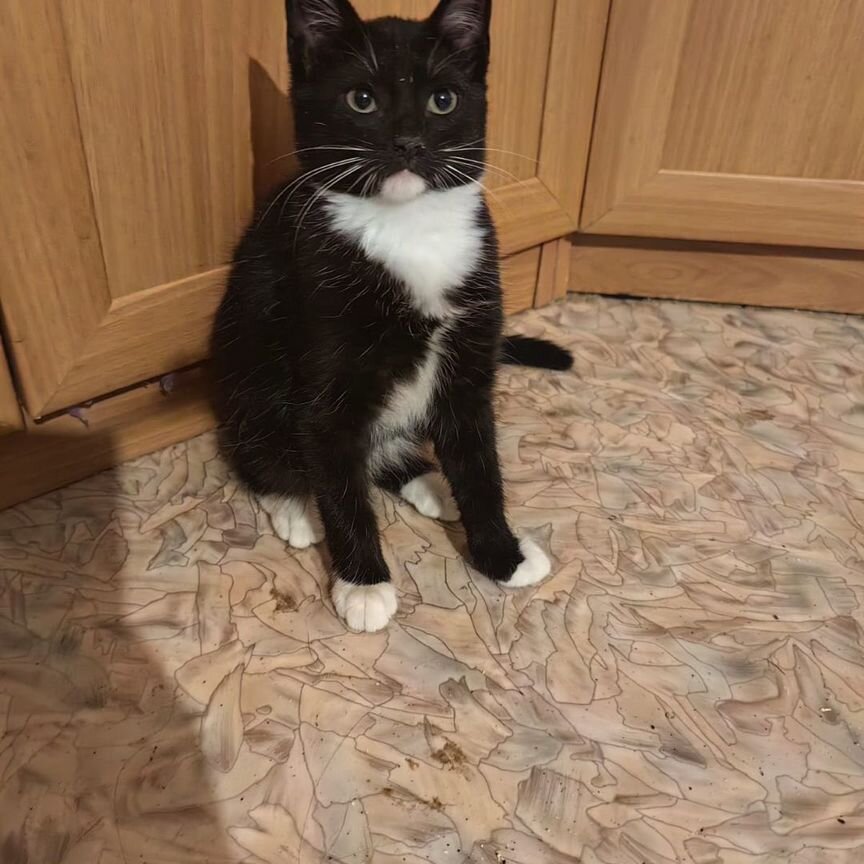 Котенок Ян