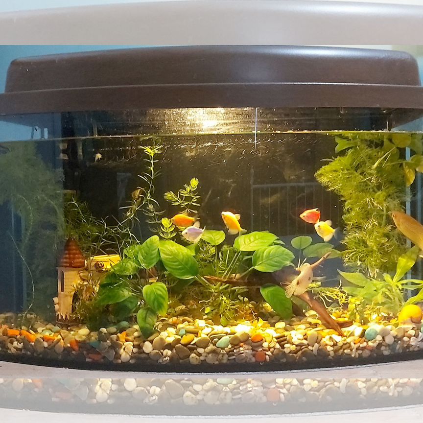 Аквариум,рыбки,растения,фильтр