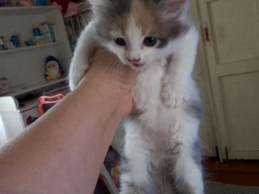 Отдам в добрые руки котят