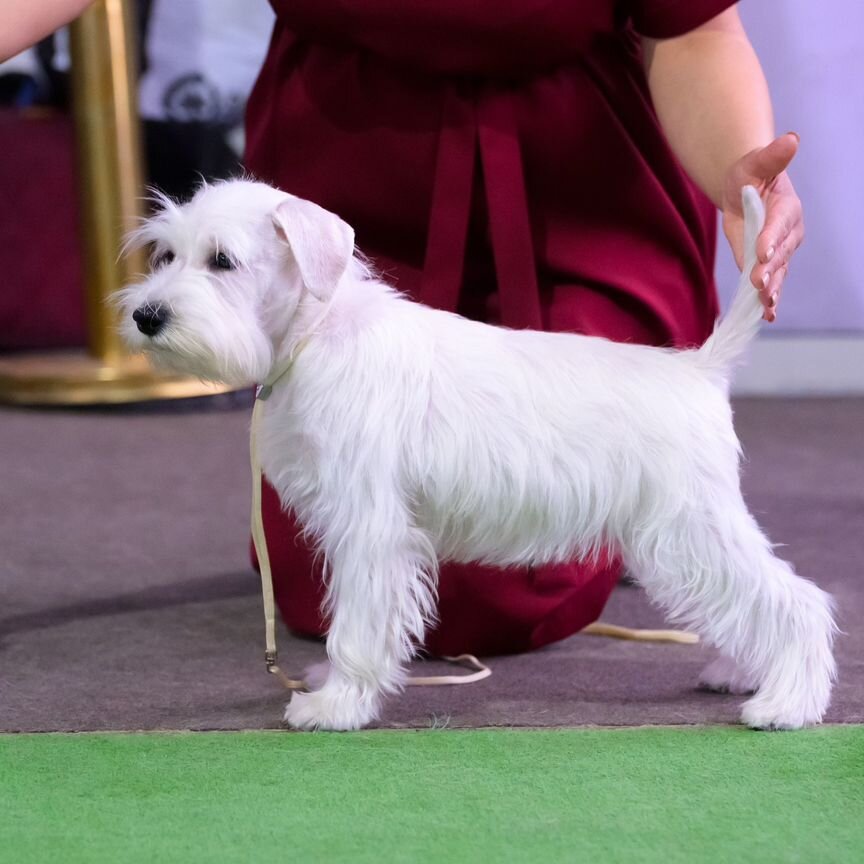 Цвергшнауцер, щенок