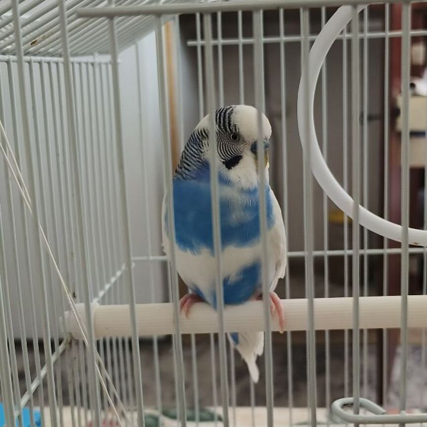 Волнистый попугай самка и самец