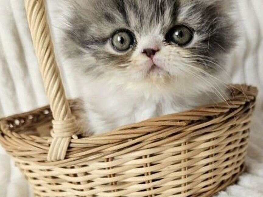 Экзотические котята