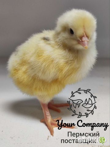 Куры и цыплята, несушка