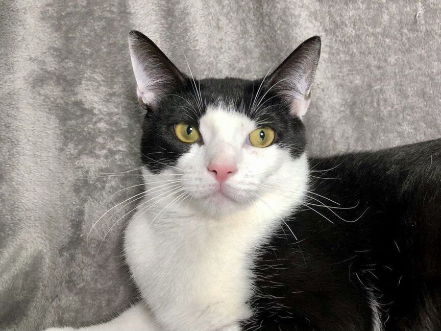 Барсик, кот