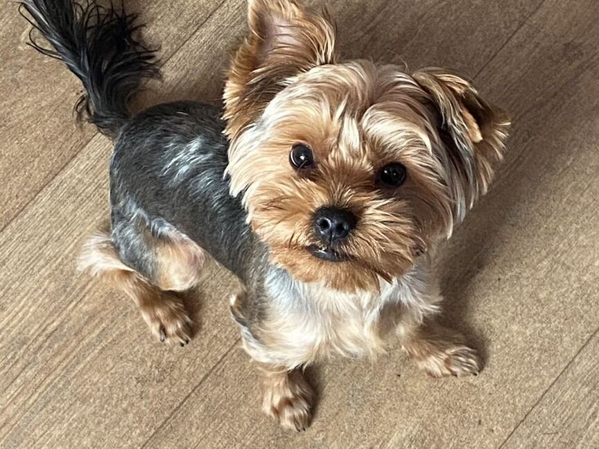 Йоркширский терьер щенки