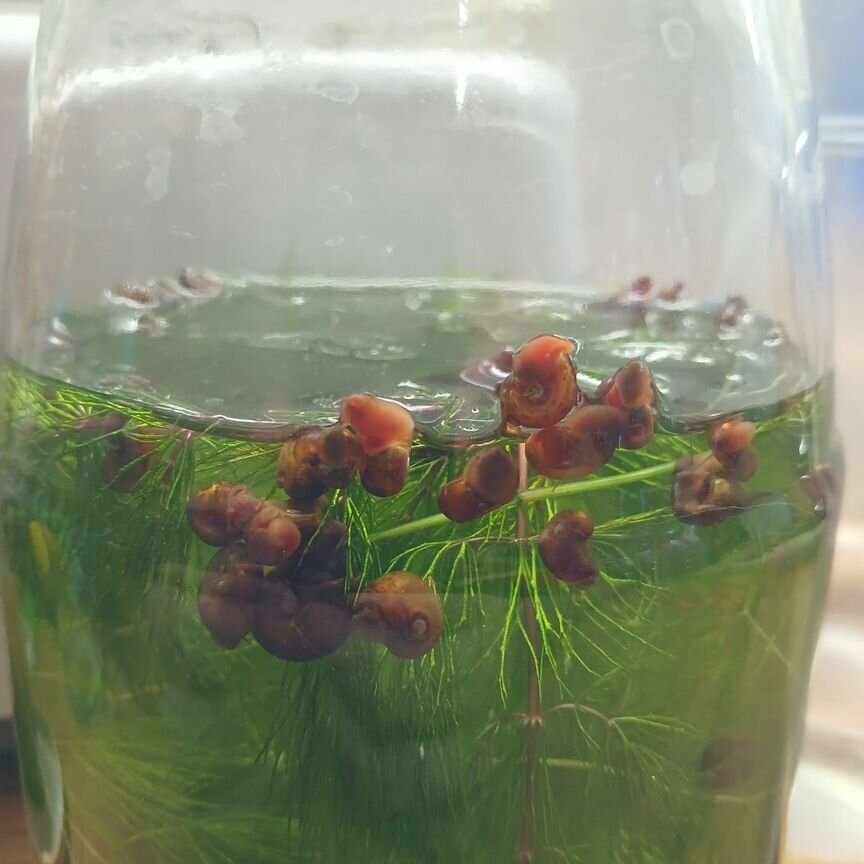 Улитка в аквариум