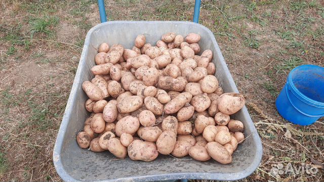 Семенной картофель Лапоть за 1 кг купить в Люберцах | Товары для дома и ...