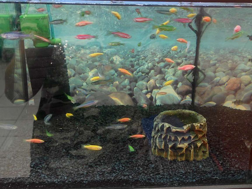 Данио ассорти