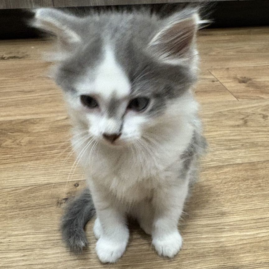 Котенок
