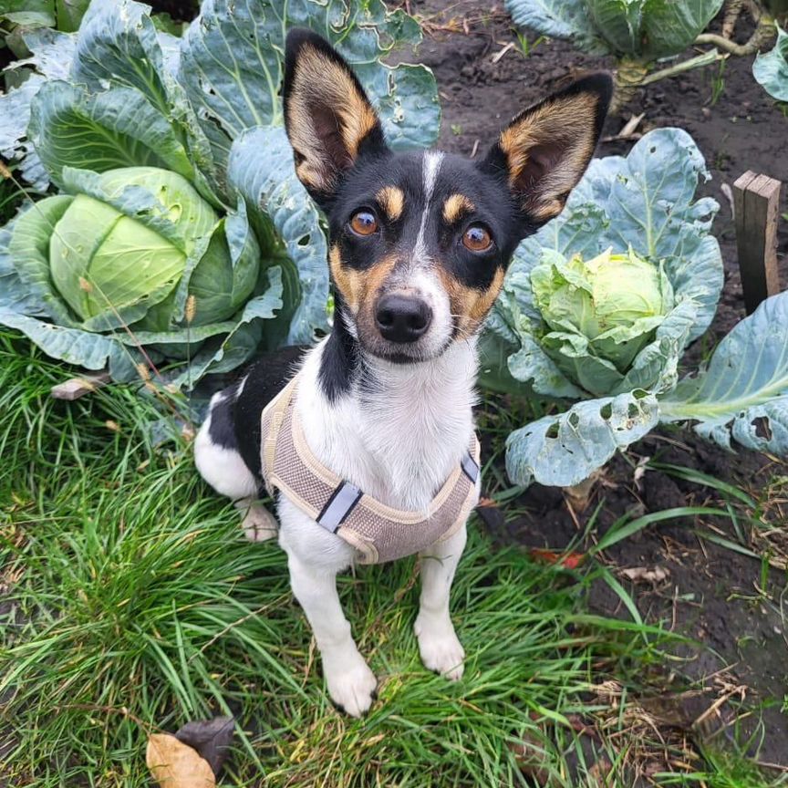 Взрослая собака в добрые руки