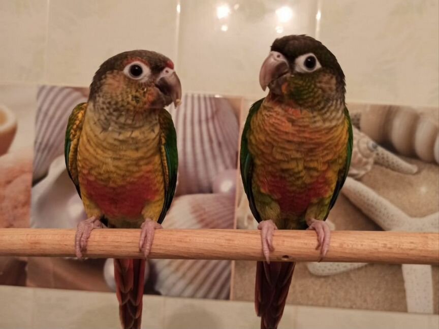 Попугай пиррура