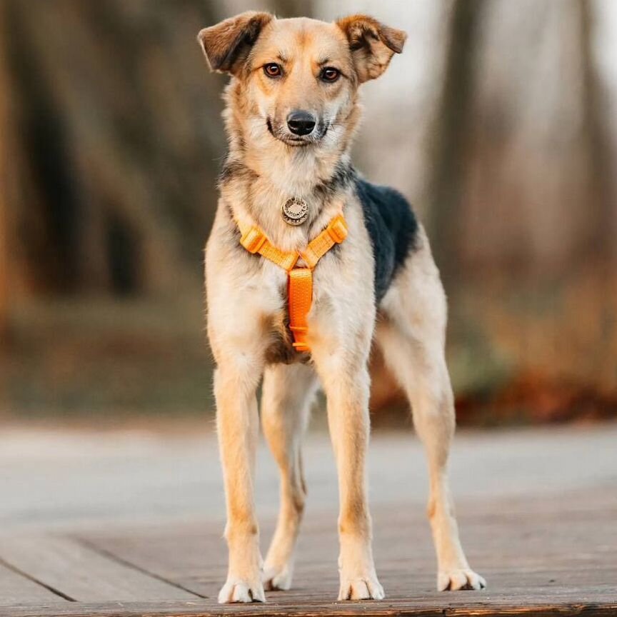 Взрослая собака в добрые руки