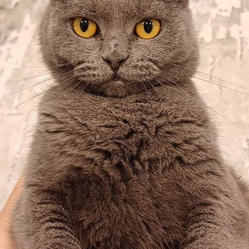 Отдам кошку в добрые руки